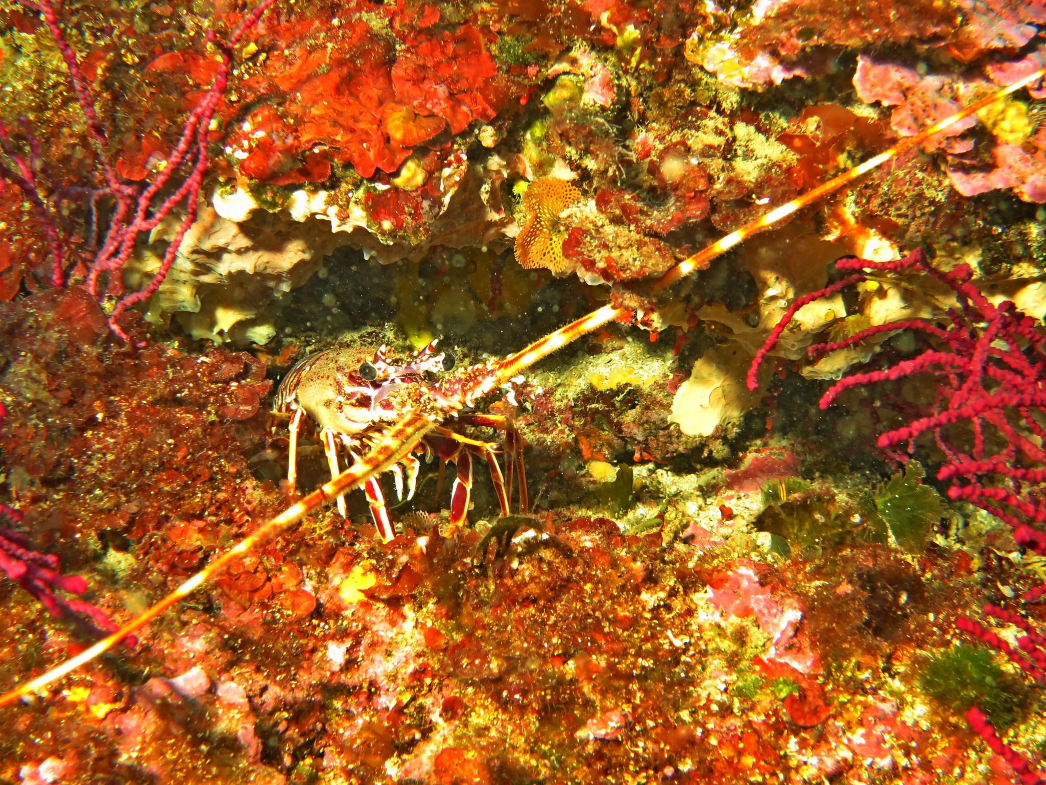 crustace_5 – ASCEA Cadarache section Plongée