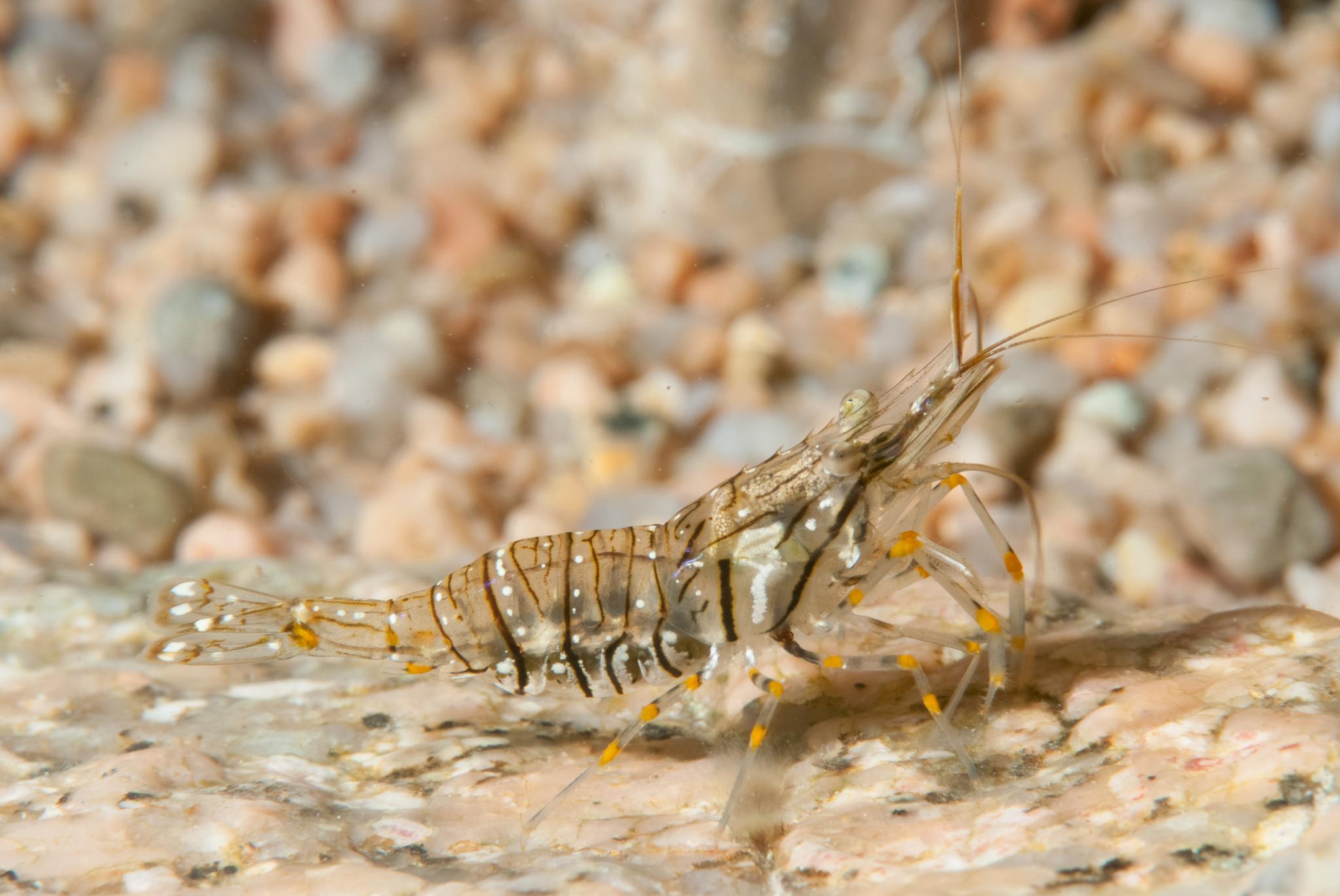 crustace_8 – ASCEA Cadarache section Plongée