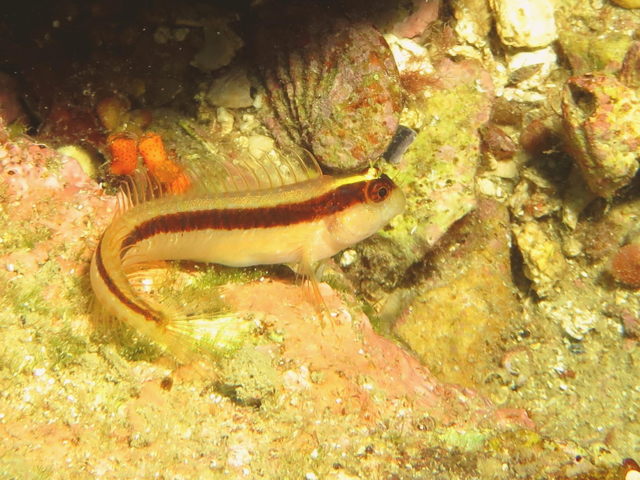 poisson_6 – ASCEA Cadarache section Plongée